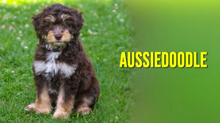 Aussiedoodle - Dog Breed Information & Characteristics - Petmoo