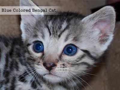 Bengal Kittens - 10 Facts Every Bengal Cats Lover Must Know - Petmoo