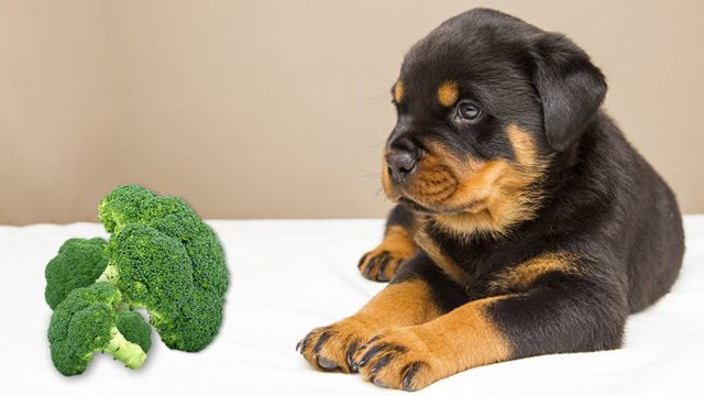 Can Dogs Eat Broccoli? How Safe Is It For Them? - Petmoo