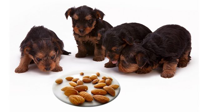 Can Dogs Eat Almonds? - Are Almonds Safe For Dogs? - Petmoo