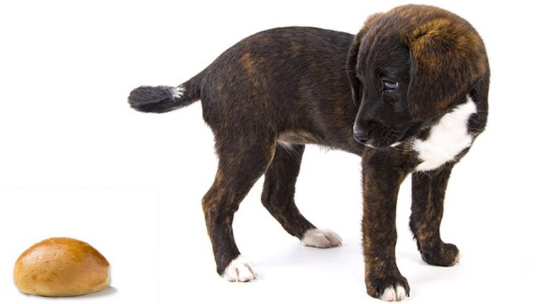 Can Dogs Eat Bread? Amount Of Bread To Feed & Risks - Petmoo