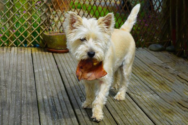 What Foods Can Dogs Eat? 43 Safe People Food - Petmoo