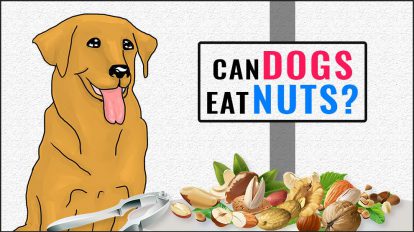 Can Dogs Eat Nuts? Safe Nuts For Dogs - Petmoo