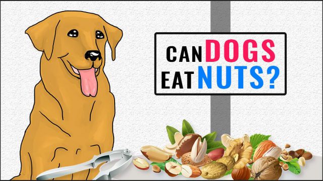 Can Dogs Eat Nuts? Safe Nuts For Dogs - Petmoo