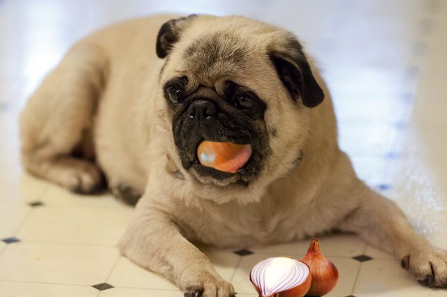 Dog Breeds, Cat Breeds & All Pets - Petmoo