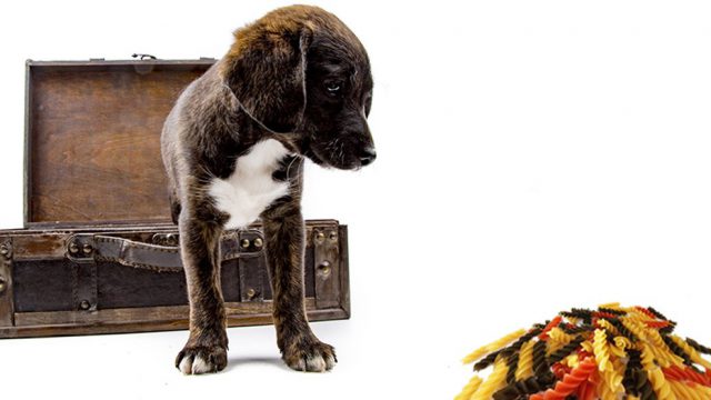 Can Dogs Eat Pasta? Can Dogs Eat Spaghetti - Petmoo