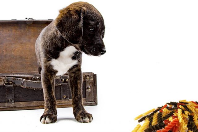 What Foods Can Dogs Eat? 43 Safe People Food - Petmoo