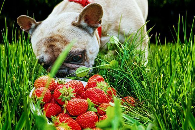 Can Dogs Eat Blueberries? Are Blueberries Safe For Dogs? - Petmoo