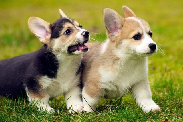 Chocolate Lab Puppies - Chocolate Labrador Retriever Facts - Petmoo