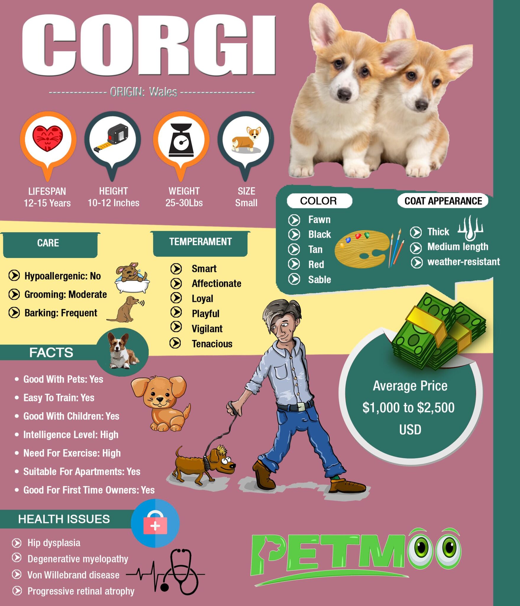 Corgi Puppy - 10 Must-Know Facts About The Cute Ruler - Petmoo