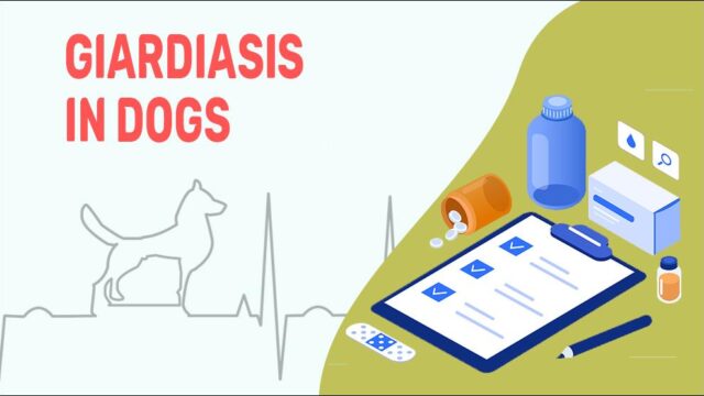 Giardia In Dogs: Symptoms, Causes, And Treatment - Petmoo