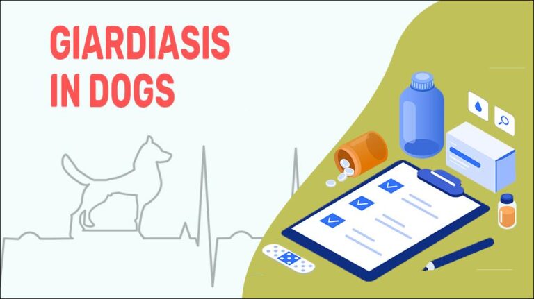 Giardia In Dogs: Symptoms, Causes, And Treatment - Petmoo