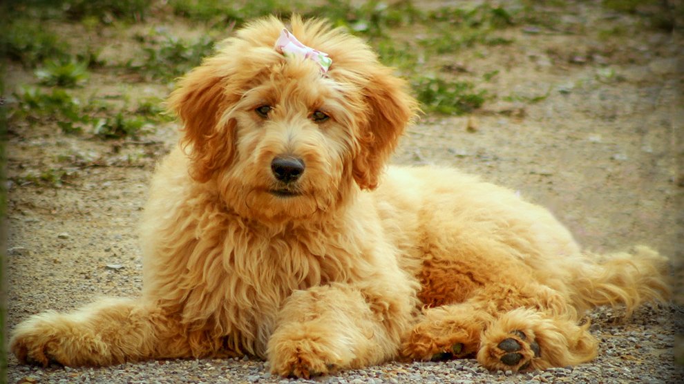 Goldendoodle Puppies - Complete Dog Breed Information - Petmoo