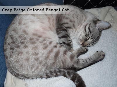Bengal Kittens - 10 Facts Every Bengal Cats Lover Must Know - Petmoo