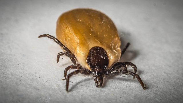 How To Kill Ticks? - Simple Ways To Keep Your Pets & Home Tick Free ...