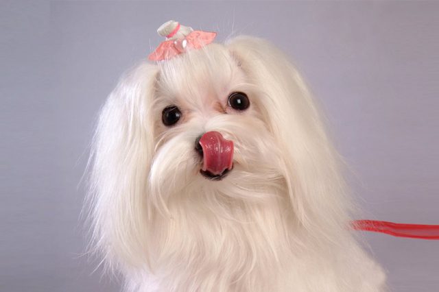 Pitbull Lab Mix - Complete Guide For A Bullador Owner - Petmoo