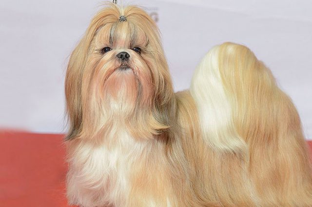 Orchitis In Dogs - Causes, Symptoms & Treatment - Petmoo