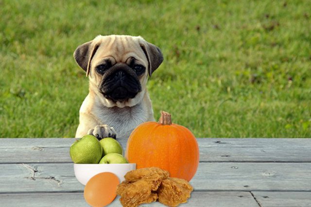 What Foods Can Dogs Eat? 43 Safe People Food - Petmoo
