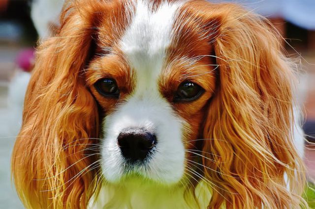 Bichon Poodle Mix - Complete Guide For Poochon Owners - Petmoo