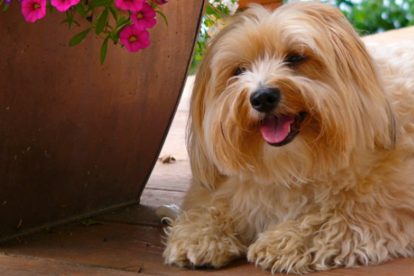 Chihuahua Maltese Mix (Malchi) - Breed Information And Traits - Petmoo