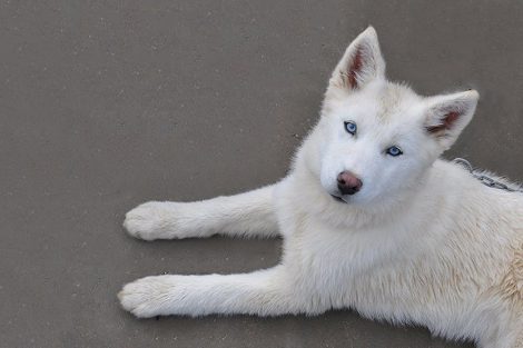 Akbash Dog Breed Information And Personality - Petmoo