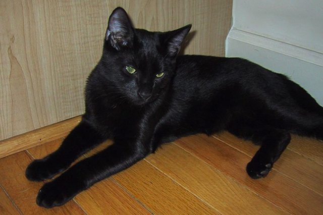 Genetta Cat - Complete Guide On The Dwarf Cat - Petmoo