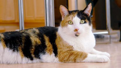 Calico Cats - Facts, Genetics, Temperament & Types - Petmoo