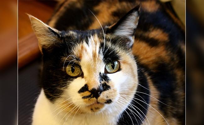 Calico Cats - Facts, Genetics, Temperament & Types - Petmoo