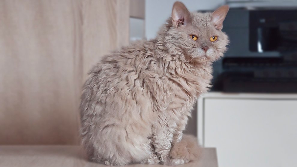 Lambkin Cat