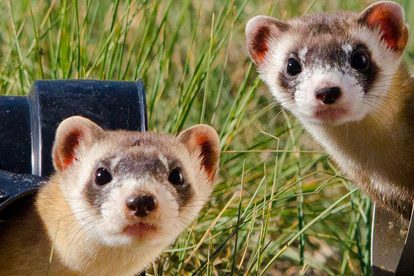10 Best Movie Pets We Long To See Again And Again - Petmoo