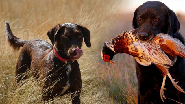 Hunter Dogs - 10 Most Fascinating Hunting Dog Breeds - Petmoo