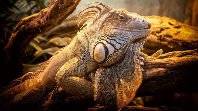 Best Lizard Pets - Can We Have Lizards as Pets? - Petmoo
