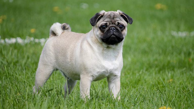 Pug - Facts, Temperament & Health Issues - Petmoo