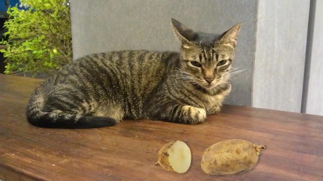 Can Cats Eat Potatoes? Can Cats Eat Mashed Potatoes? - Petmoo