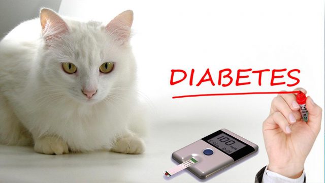 Diabetes In Cats - Types, Symptoms, Causes & Treatments - Petmoo