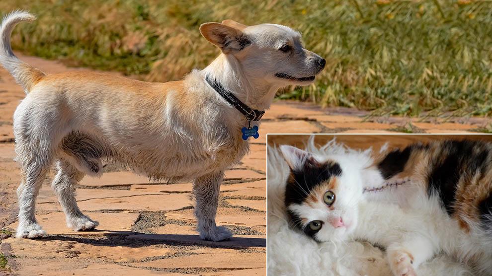 Disabled Dogs & Cats Care - Tips To Make Them A Happy Lot - Petmoo