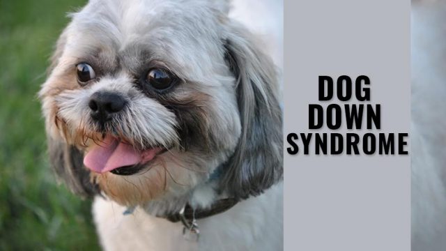 Can Dogs Have Down Syndrome? Facts On Dog Down Syndrome - Petmoo