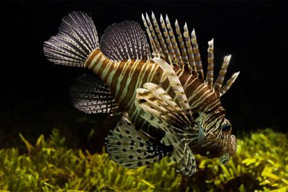 Popular Micro Fishes: The Petite and Lively Beauties for Your Tank - Petmoo