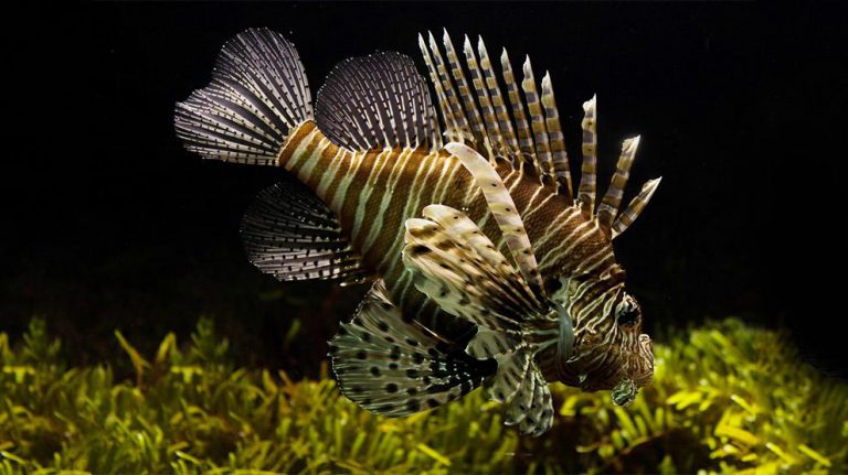 10 Best Fish Pets -Tips On Vaccines & Aquariums - Petmoo
