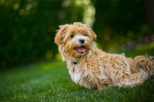 Yellow Lab – Complete Guide To The Yellow Labrador Retriever - Petmoo