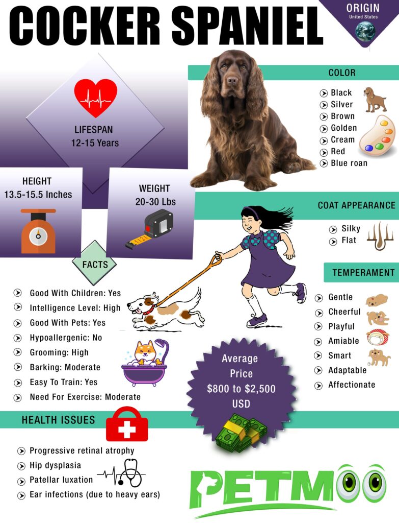 Cocker Spaniel - All Breed Information You Need To Know - Petmoo