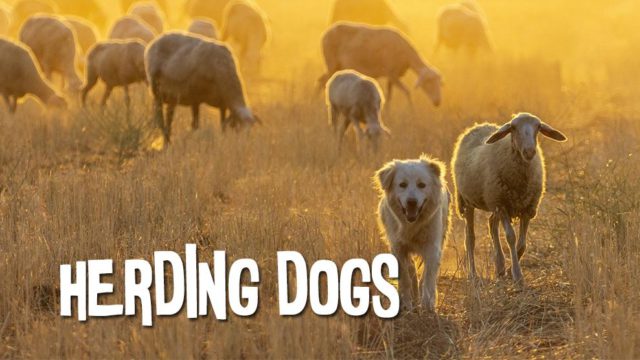 Herding Dogs - Top 10 Herding Dog Breeds & Facts - Petmoo
