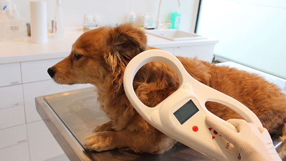 Microchipping Your Pet – Must Know Facts To Keep Pets Safe 24/7 - Petmoo