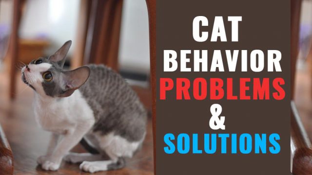 Common Cat Behavior Problems & Solutions - Petmoo