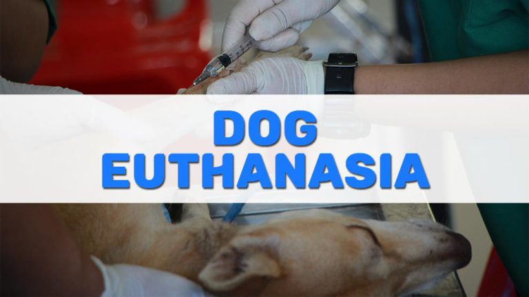 Dog Euthanasia - When Is The Time To Euthanize Your Dog? - Petmoo