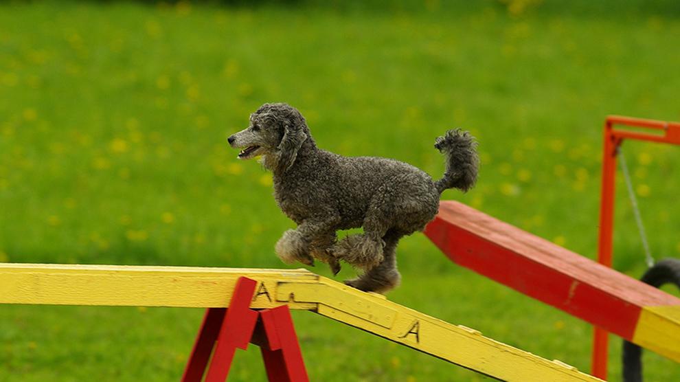 Dog Exercises Creative Ways To Exercise Your Puppy Or Dog Petmoo Dog Exercises Creative Ways To Exercise Your Puppy Or Dog Petmoo