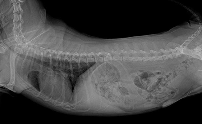Dog X-Rays: What To Expect When You Take Your Dog For An X-Ray? - Petmoo
