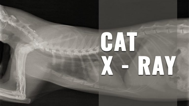Every Thing You Must Know About Cat X Ray - Petmoo