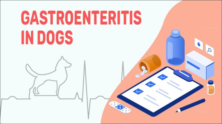 Gastroenteritis In Dogs - Symptoms, Causes & Treatments - Petmoo