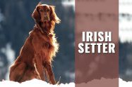 English Setter - The Amazing Companion & Hunting Dog Breed - Petmoo